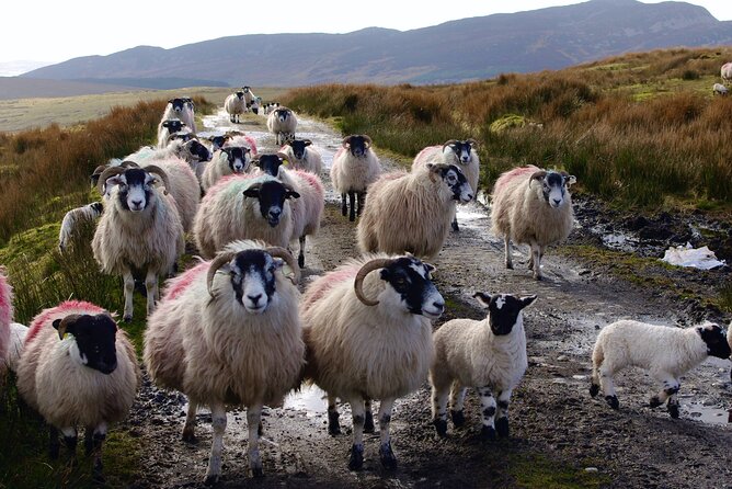 Bog Safari Hike - Personalized Group Experience