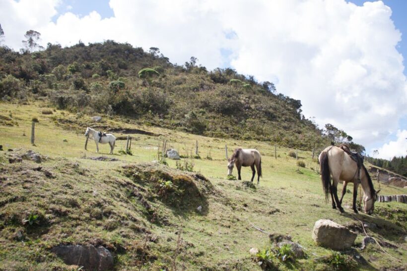 Bogota: Horseback Riding Tour - Overall Value and Suitability