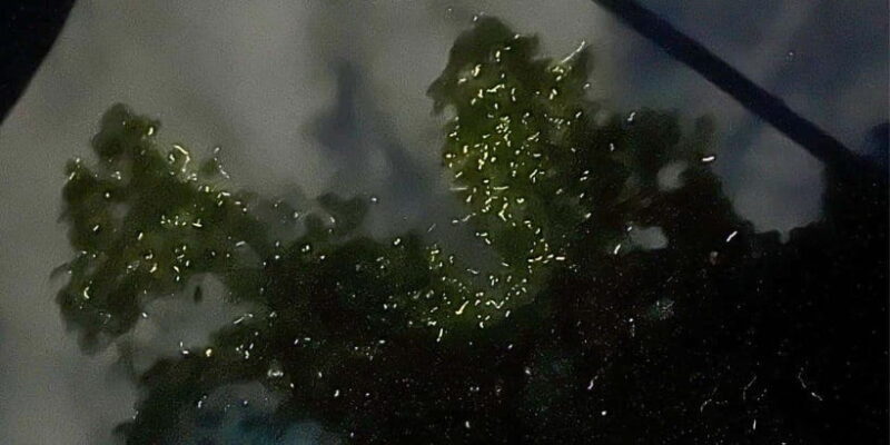 Bohol: Abatan River Firefly Watching Private Tour - Who Will Love This Tour?