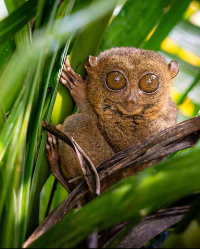 Bohol: Budget Chocolate Hills & Tarsiers -Backpacker Special - The Value Proposition