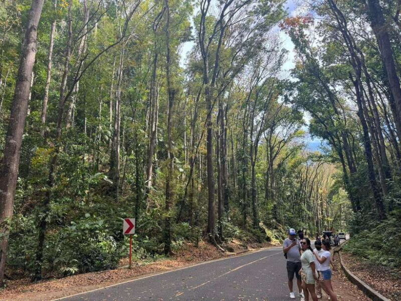 Bohol: Budgeted Countryside with Buffet Lunch Private Tour - Key Points