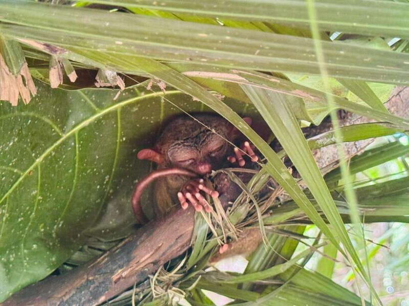 Bohol: Budgeted Countryside with Buffet Lunch Private Tour - Considerations for Travelers