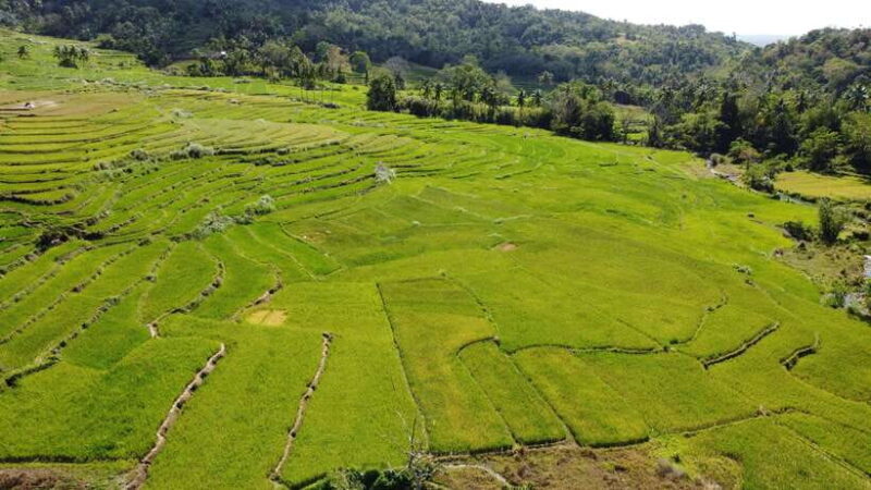 Bohol Candijay Rice Terraces, Water Falls & Anda Beach - Authentic Experiences That Matter