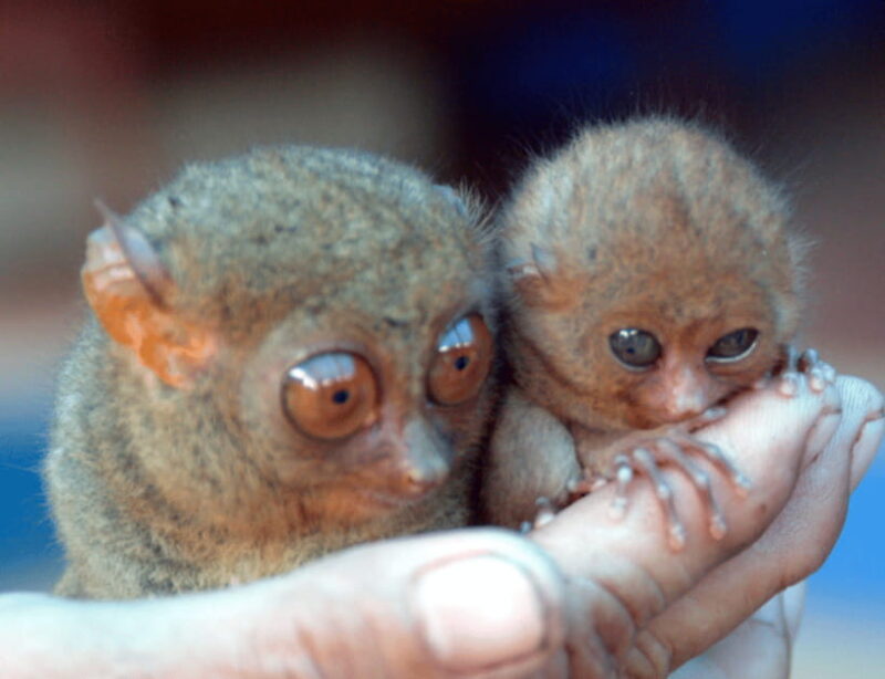 Bohol: Choco Tour & Tarsiers with Lunch - What Sets This Tour Apart