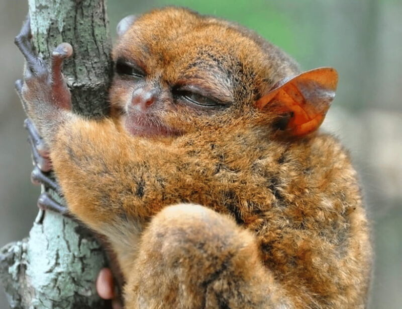 Bohol: Choco Tour & Tarsiers with Lunch - Frequently Asked Questions (FAQs)