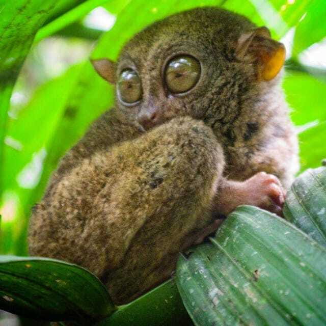 Bohol Choco Tour with Loboc River Lunch (Shared Tour) - The Experience from the Traveler’s Perspective