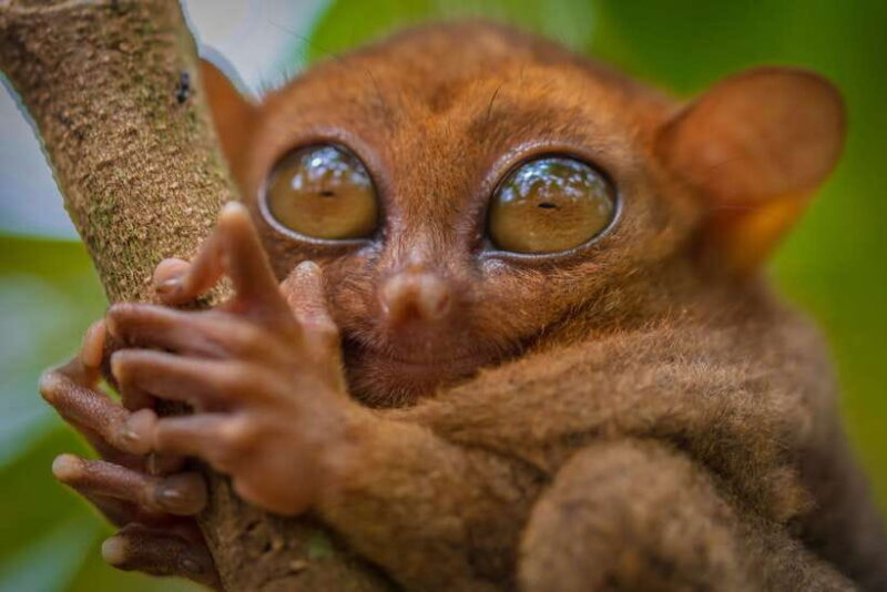 Bohol: Chocolate Hills and Countryside Tour - What’s Included and What to Expect