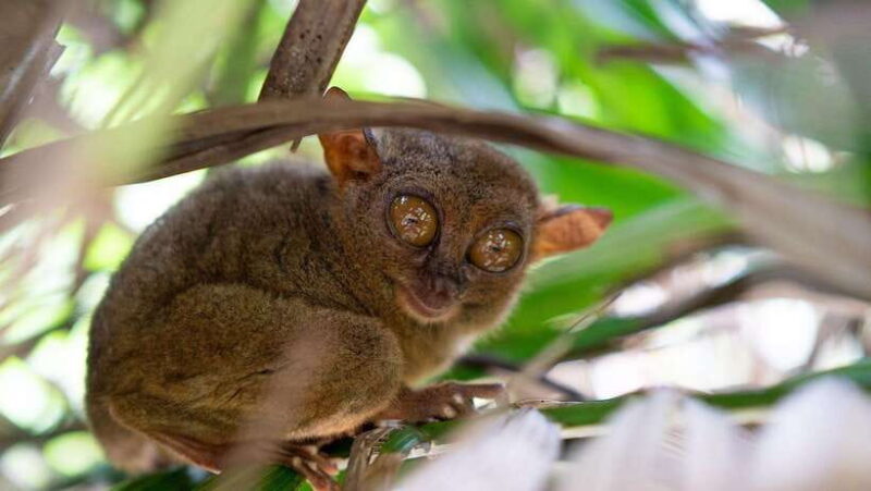 Bohol Chocolate hills Private Tour - What to Keep in Mind