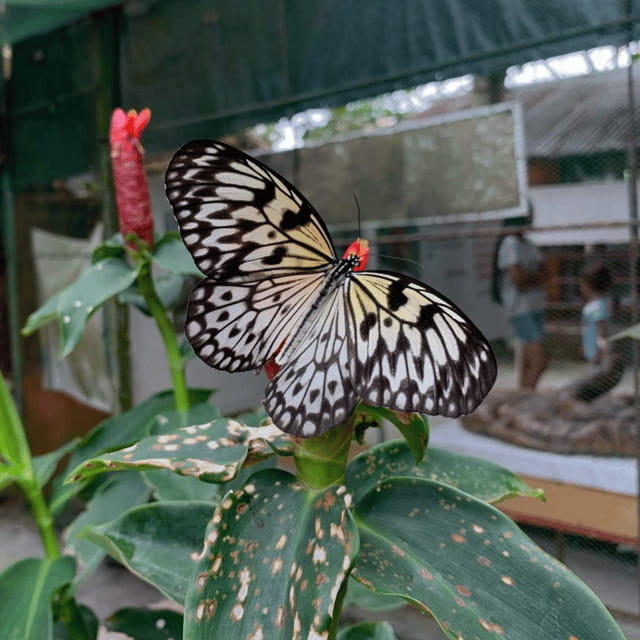 Bohol Chocolate Hills Tour with Loboc River Lunch Buffet - The Sum Up