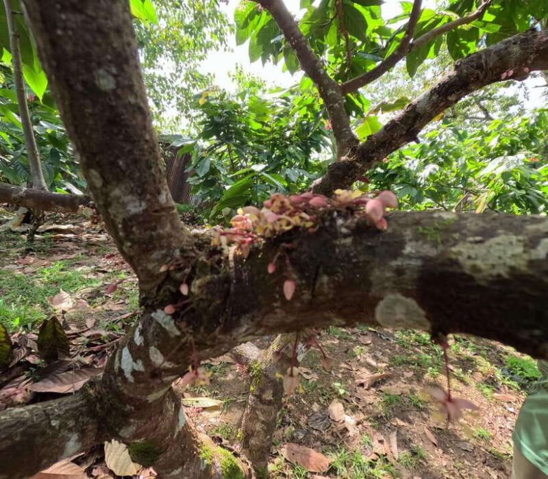 Bohol Chocolate Making and Farm Tour - Why This Tour Works