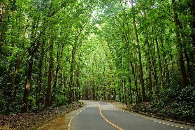 Bohol Countryside Day Tour From Cebu City | Lunch at Loboc River Cruise - Bilar Mahogany Forest