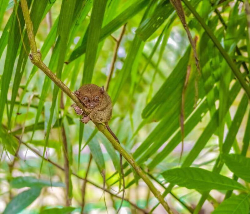 Bohol Countryside Day Tour w Lunch at Loboc River From Cebu - Key Points