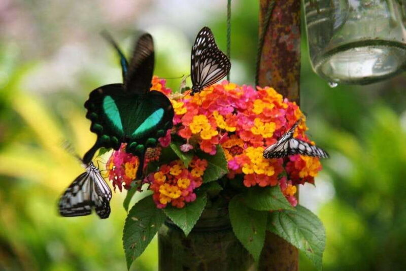 Bohol: Countryside Tour with Lunch Buffet - Final Thoughts: Who Is This Tour Best For?