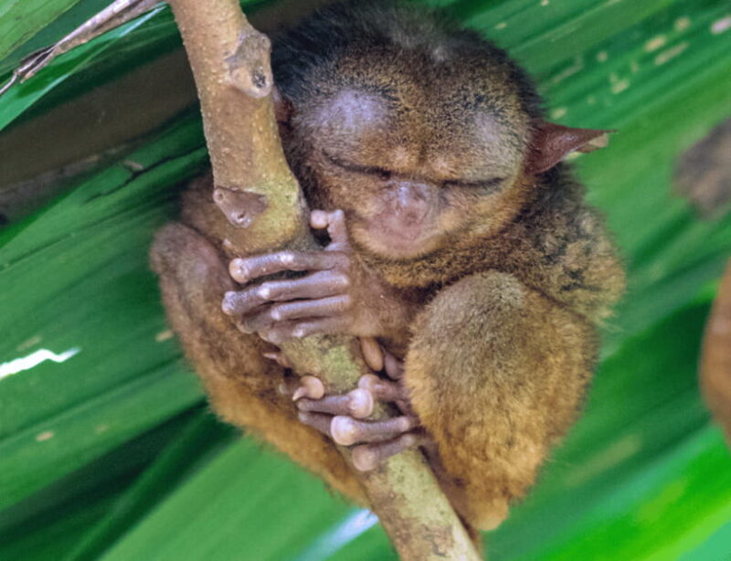 Bohol: Countryside Tour with Tarsiers and Chocolate Hills - Who Might Want More
