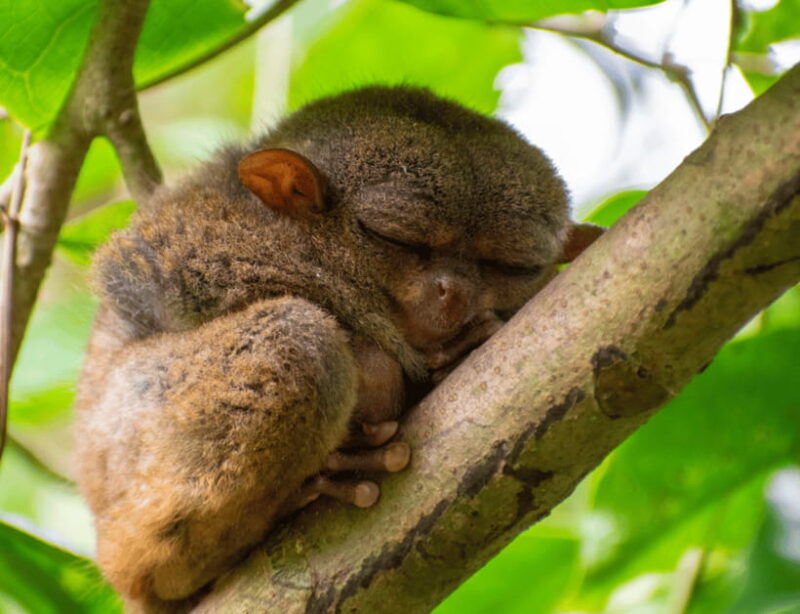 Bohol: Countryside Tour with Tarsiers and Chocolate Hills - FAQ