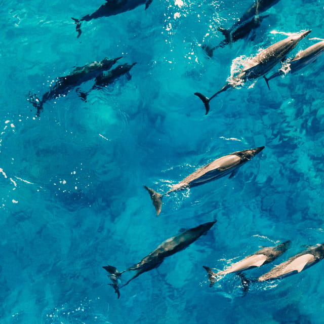 Bohol: Dolphin Watching, Balicasag Island Hopping Tour - Key Points