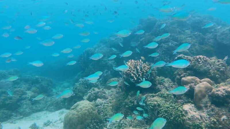 Bohol: Dolphin Watching & Snorkeling at Balicasag Island - Final Thoughts