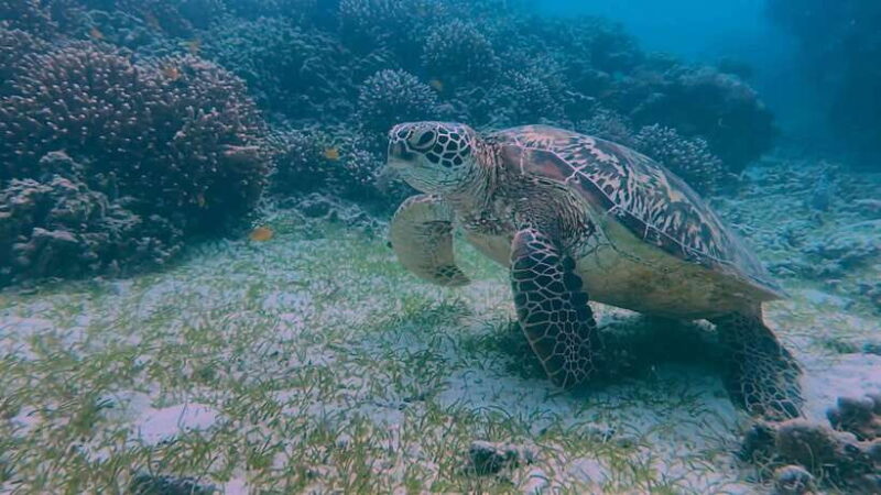 Bohol: Dolphin Watching & Snorkeling at Balicasag Island - FAQ