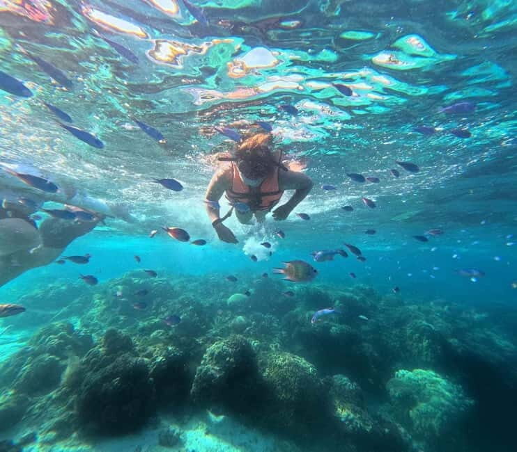 BOHOL: Dolphin Watching, Turtle Swim and Island Party - Key Points