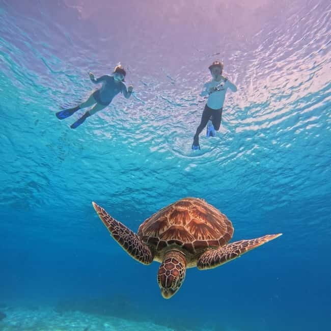 BOHOL: Dolphin Watching, Turtle Swim and Island Party - The Itinerary: A Day in the Bohol Seas