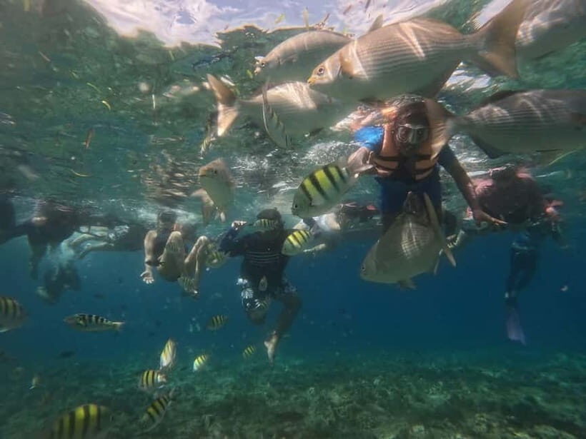 BOHOL: Dolphin Watching, Turtle Swim and Island Party - Who Will Love This Tour?