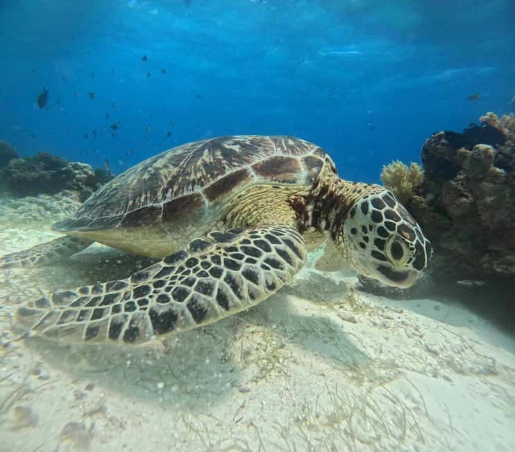 BOHOL: Dolphin Watching, Turtle Swim and Island Party - In The Sum Up
