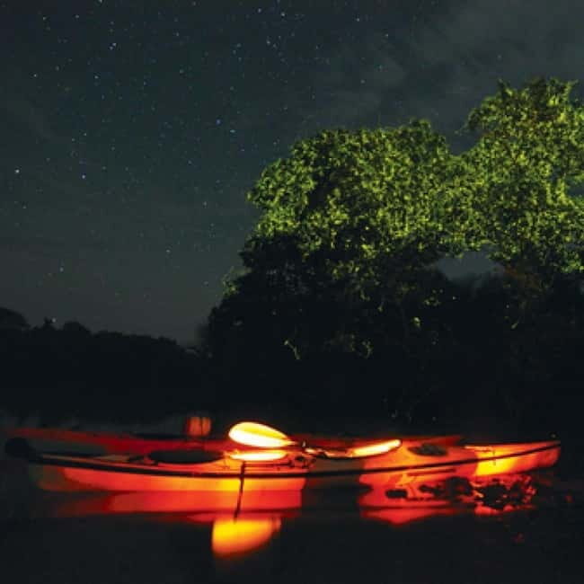 Bohol: Firefly Watching Shared Tour - Bohol: Firefly Watching Shared Tour – A Natural Nightlight