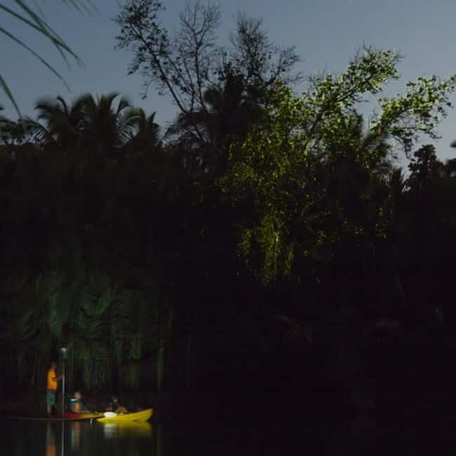 Bohol: Firefly Watching Shared Tour - Key Points