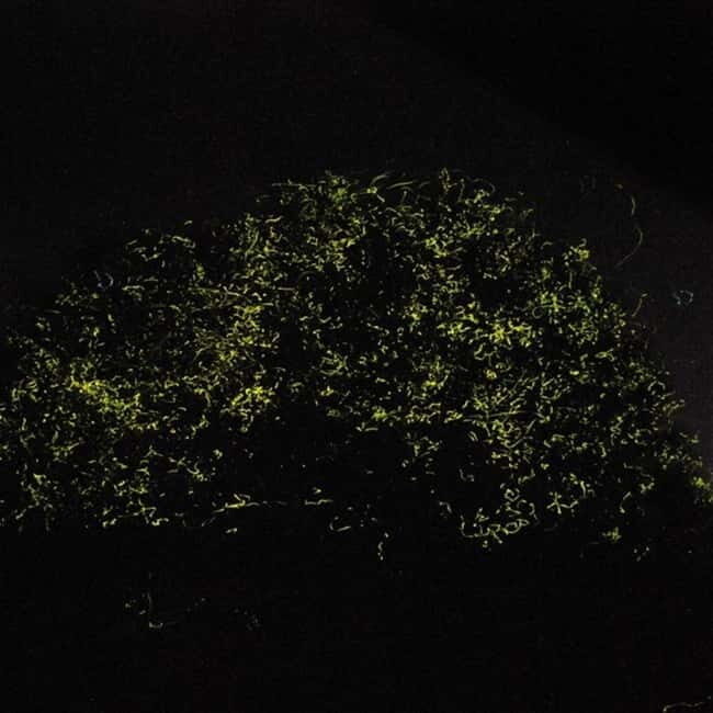 Bohol: Firefly Watching Shared Tour - Who Should Consider This Tour?