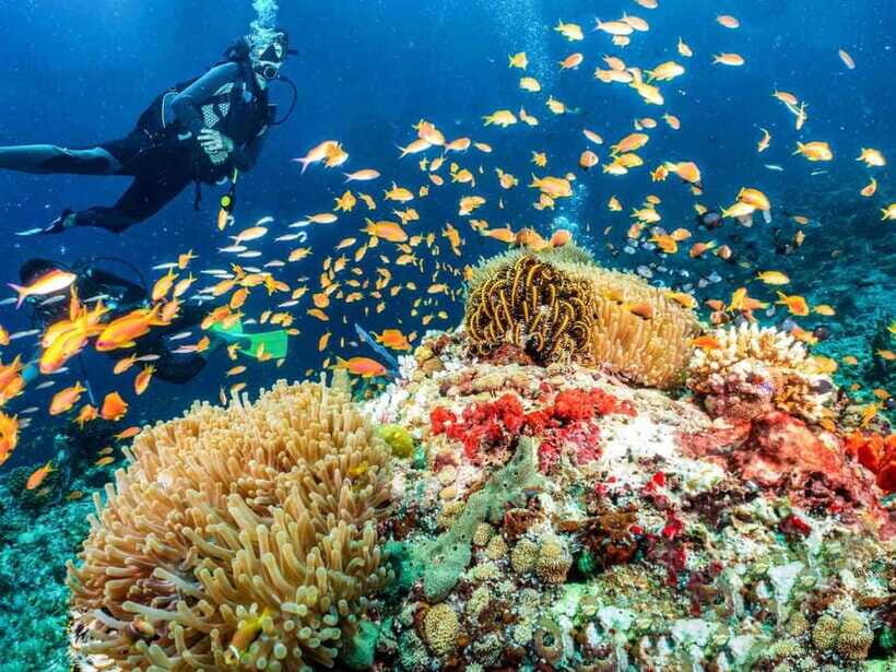 Bohol: First-Time Scuba Dive - No Experience Needed - Who Should Consider This Tour