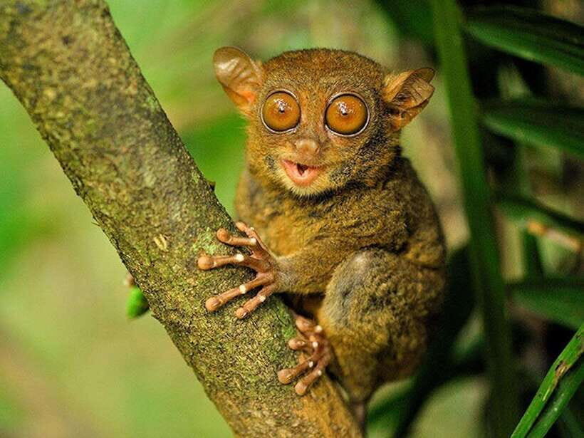 Bohol: Guided Chocolate Hills & Tarsiers Tour - Frequently Asked Questions