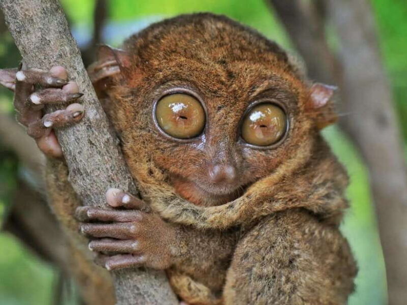 Bohol: Guided Chocolate Hills & Tarsiers Tour - FAQ