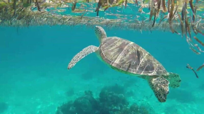 Bohol Island Hopping Tour (Private Tour) - Final Thoughts