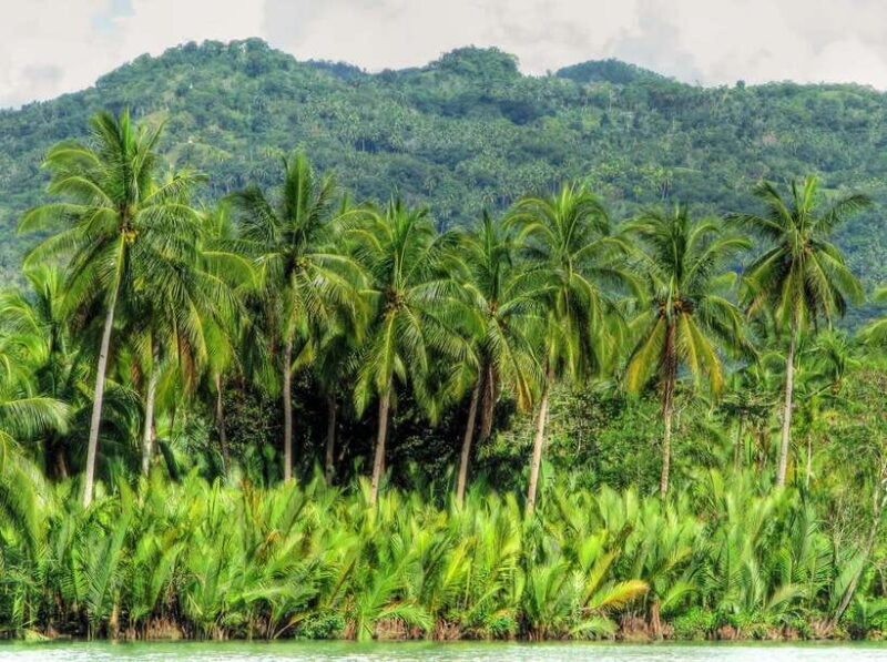 Bohol: Loboc River Buffet-Lunch Cruise with Private Transfer - Who Will Appreciate This Tour?