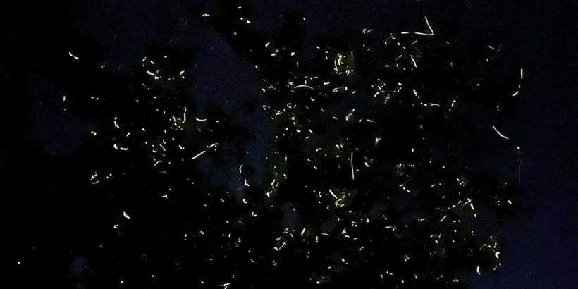 Bohol: Loboc River Firefly Watching Shared Boat Tour - Key Points