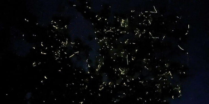 Bohol: Loboc River Firefly Watching Shared Tour - What Could Be Better