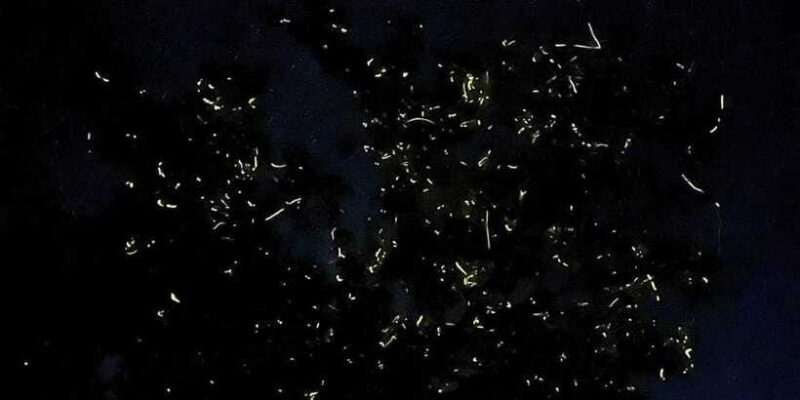 Bohol: Loboc River Firefly Watching Shared Tour - Is This Tour Right for You?