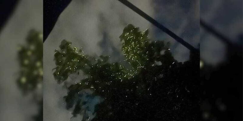 Bohol: Loboc River Firefly Watching Shared Tour - FAQs