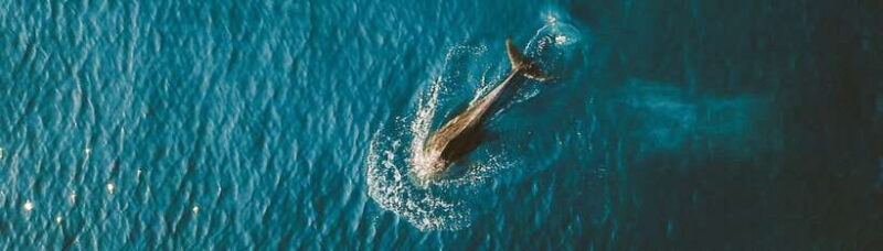 Bohol: Pamilacan Island Dolphin/Turtle Watching Tour & Lunch - Final Thoughts: Who Is This Tour For?