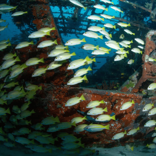 Bohol: Pamilacan Island Fun Dive Experience! - The Itinerary in Detail