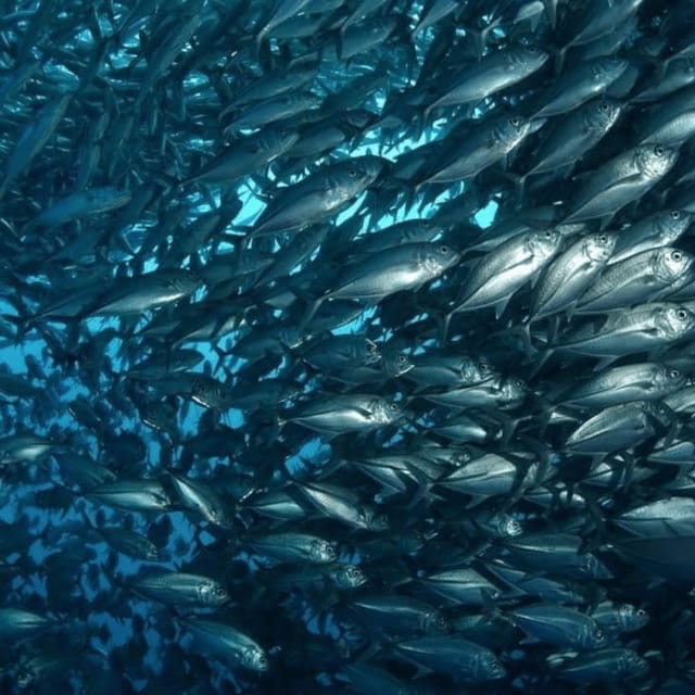 Bohol: Pamilacan Island Fun Dive Experience! - FAQs