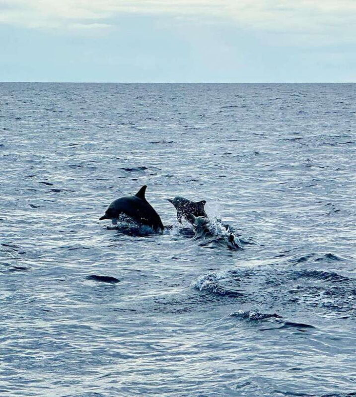 Bohol PAMILACAN Island Turtle & Dolphin Watching - Authentic Experiences and Traveler Feedback