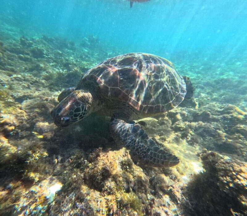 Bohol PAMILACAN Island Turtle & Dolphin Watching - Who Should Consider This Tour?