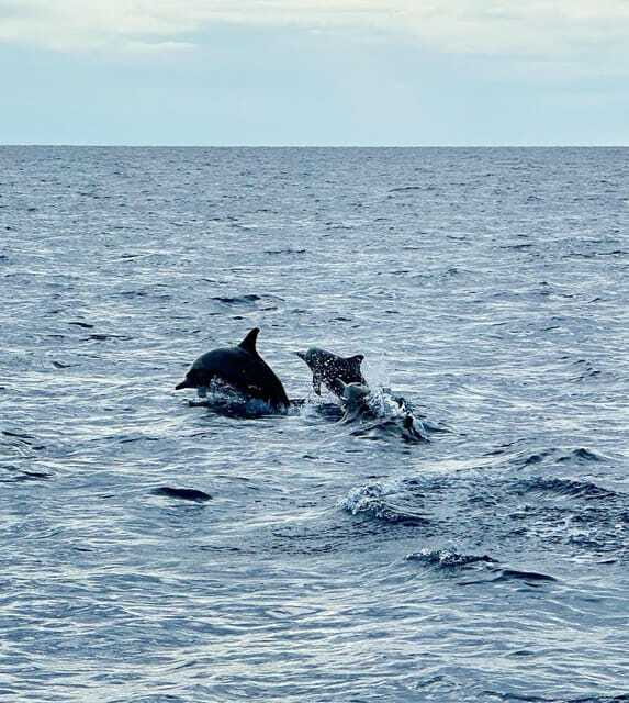 Bohol PAMILACAN Island Turtle & Dolphin Watching - Final Thoughts