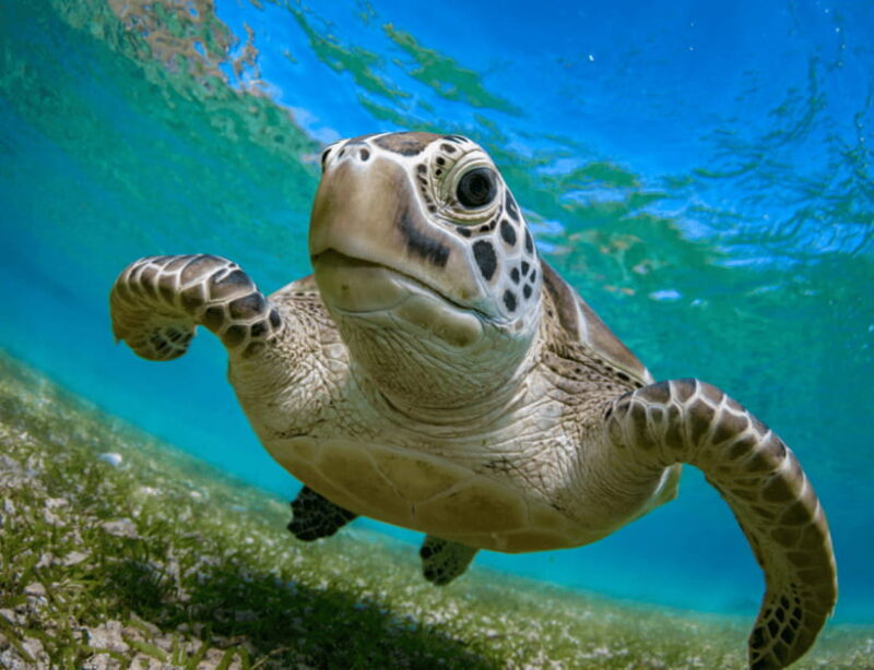 Bohol: Panglao Island Hopping & Dolphin Watching Tour - Key Points: