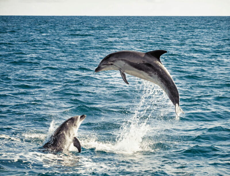 Bohol: Panglao Island Hopping & Dolphin Watching Tour - Itinerary Breakdown: What to Expect at Each Stop