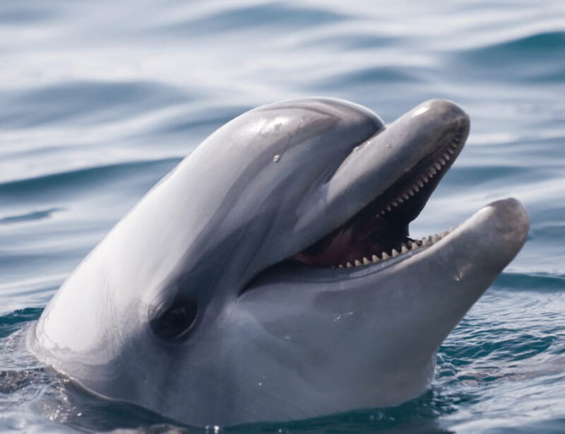 Bohol: Panglao Island Hopping & Dolphin Watching Tour - Value and Practicality