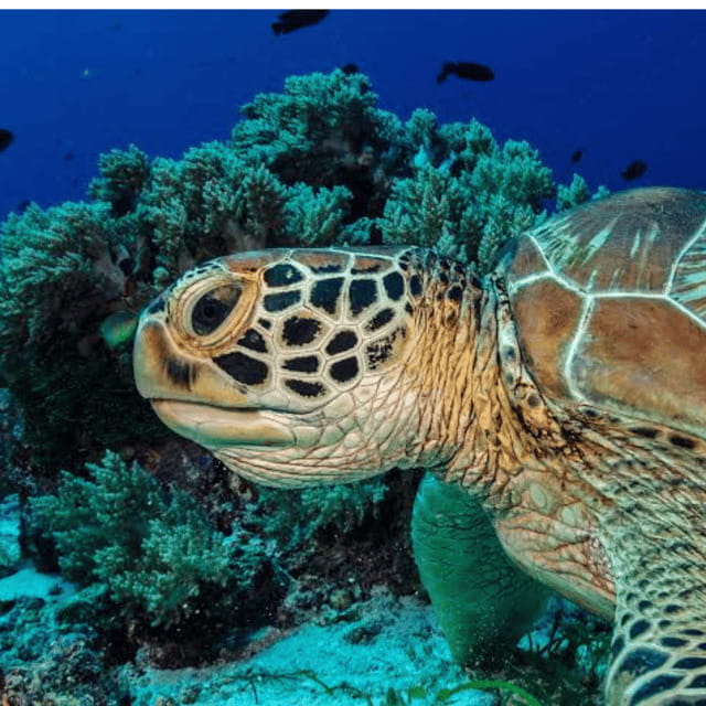 Bohol: Panglao Island Hopping Tour with Snorkeling (Private) - Practical Aspects and Tips