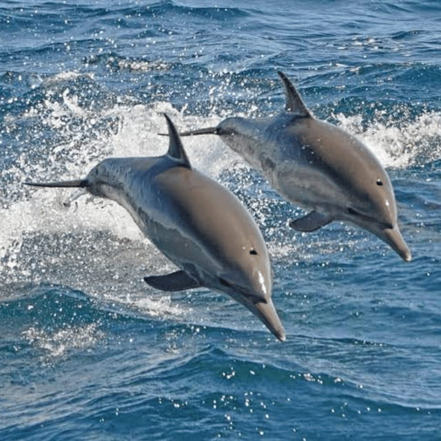 Bohol: Panglao Island Hopping Tour with Snorkeling (Private) - The Reviews and Real Traveler Insights