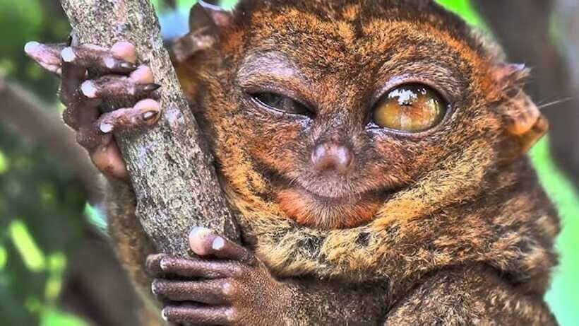 Bohol: Premium Chocolate Hills, Tarsiers & River Experience - Who Should Consider This Tour?